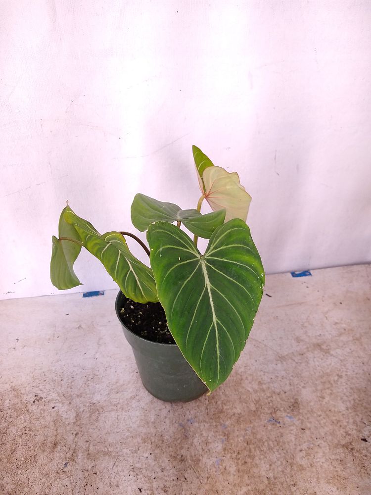 Buy Philodendron gloriosum, Philodendron gloriosum | Free Shipping over ...