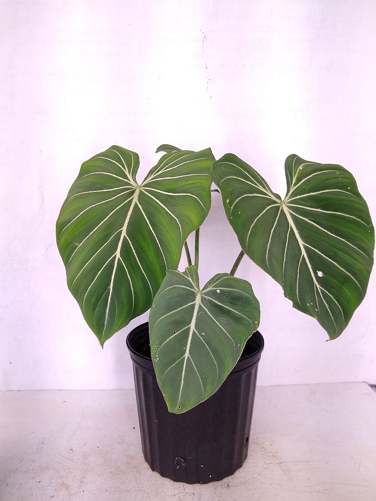 Buy Philodendron gloriosum, Philodendron gloriosum | Free Shipping over ...