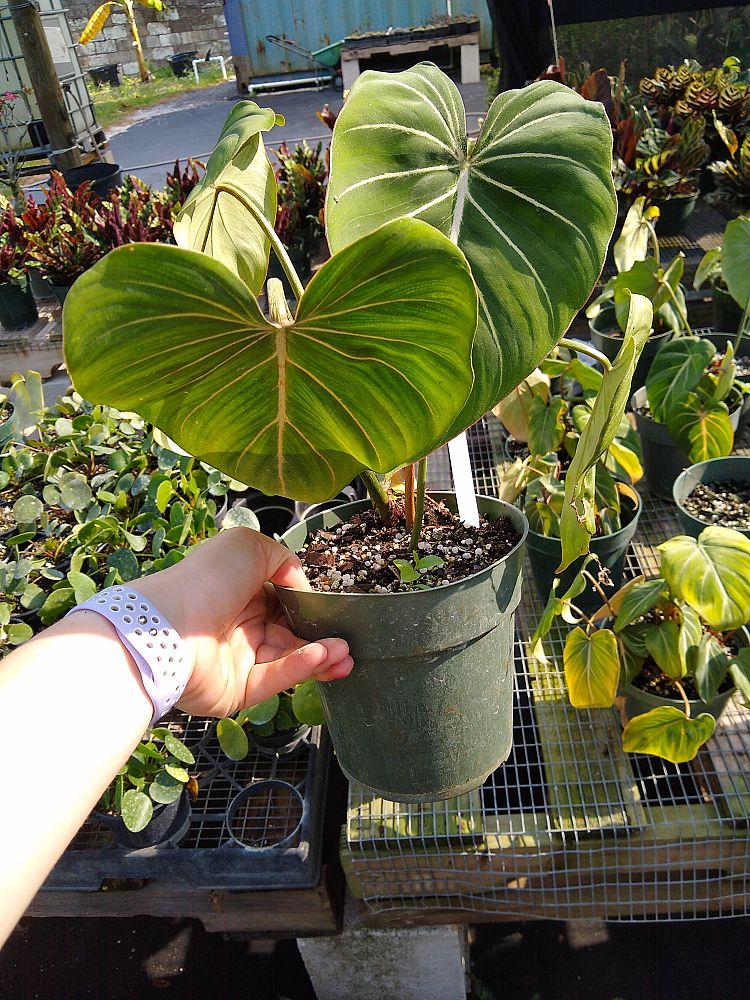 Buy Philodendron gloriosum, Philodendron gloriosum | Free Shipping over ...