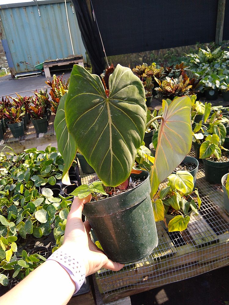 Buy Philodendron gloriosum, Philodendron gloriosum | Free Shipping over ...