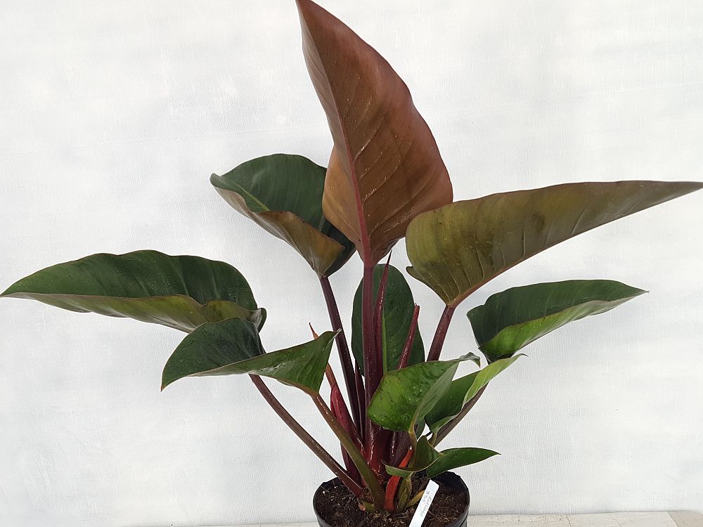 Philodendron 'Rojo Congo', Red Congo Philodendron | PlantVine