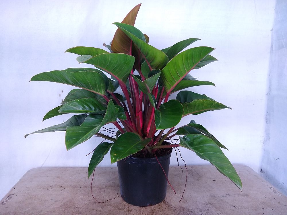 Buy Philodendron 'Rojo Congo', Red Congo Philodendron | Free Shipping ...