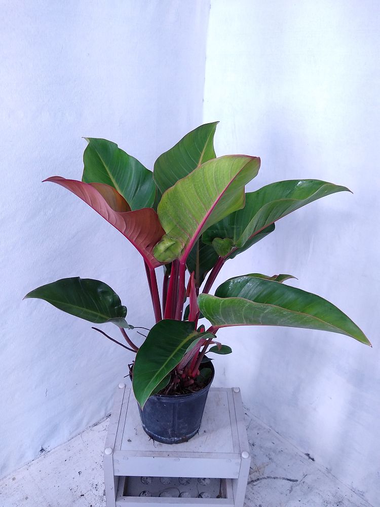 Buy Philodendron 'Rojo Congo', Red Congo Philodendron | Free Shipping ...