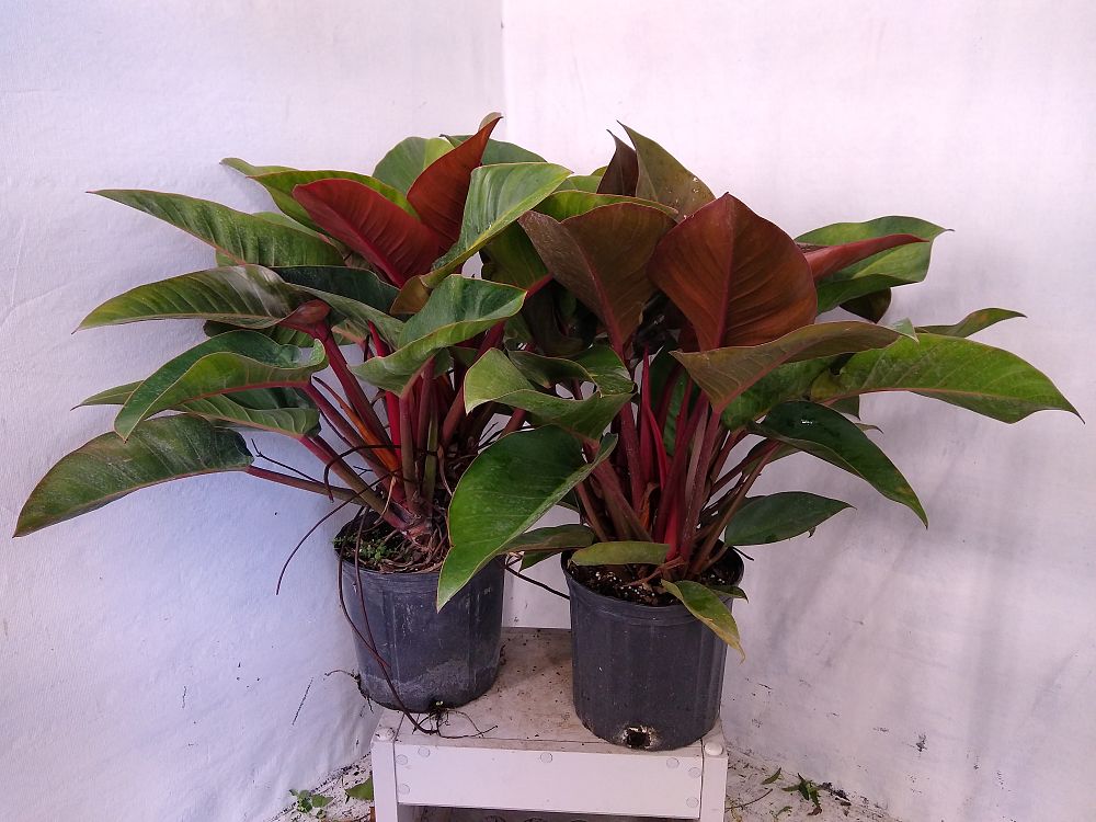 Buy Philodendron 'Rojo Congo', Red Congo Philodendron | Free Shipping ...