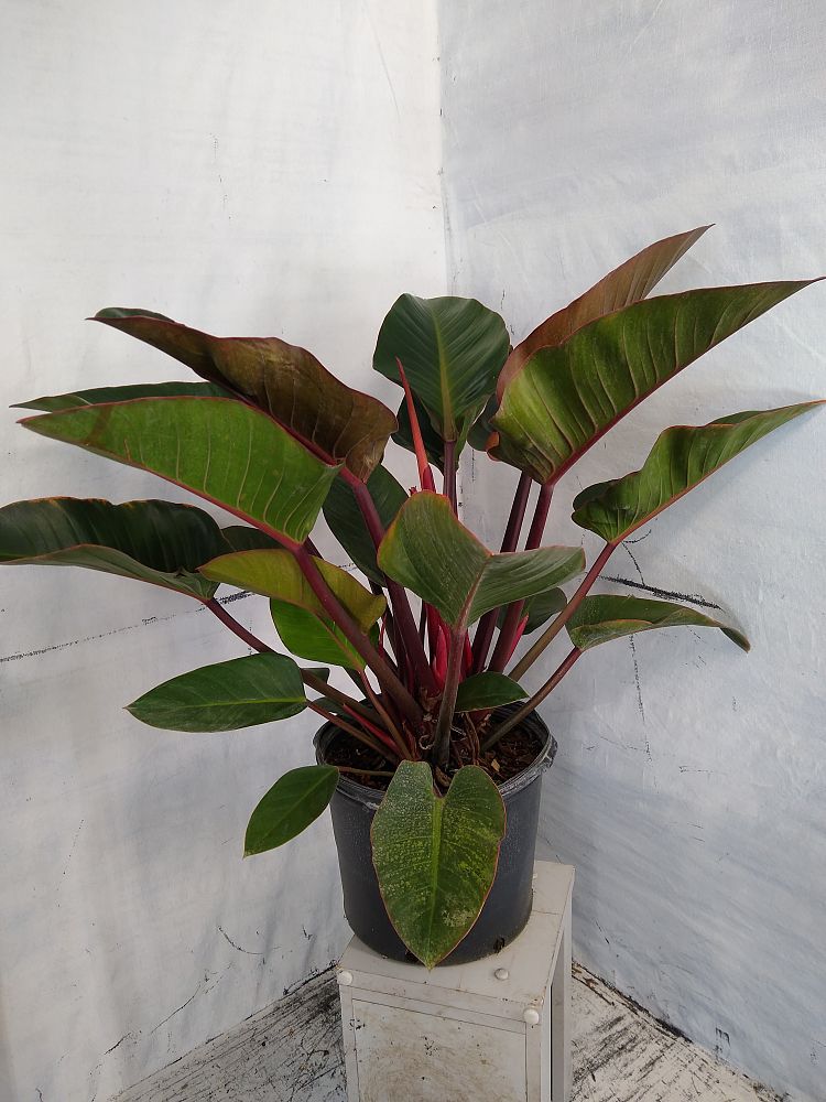 Buy Philodendron 'Rojo Congo', Red Congo Philodendron | Free Shipping ...