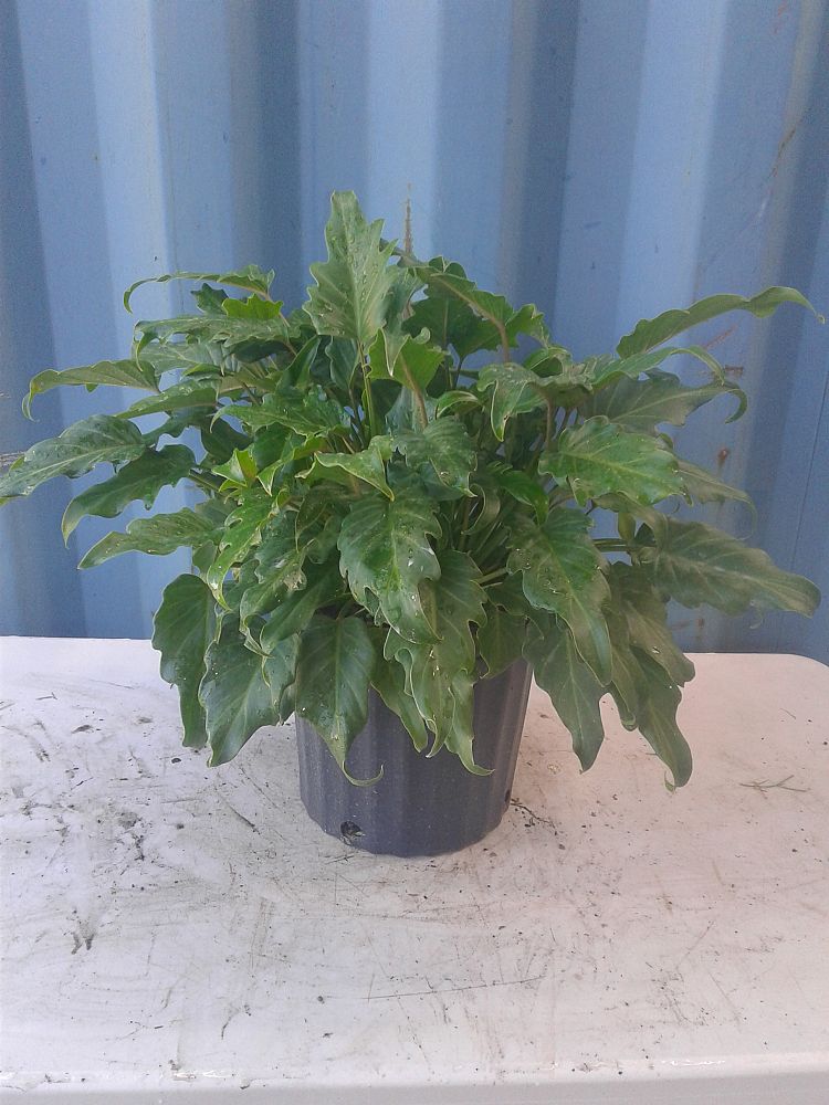 Philodendron 'Xanadu' | PlantVine