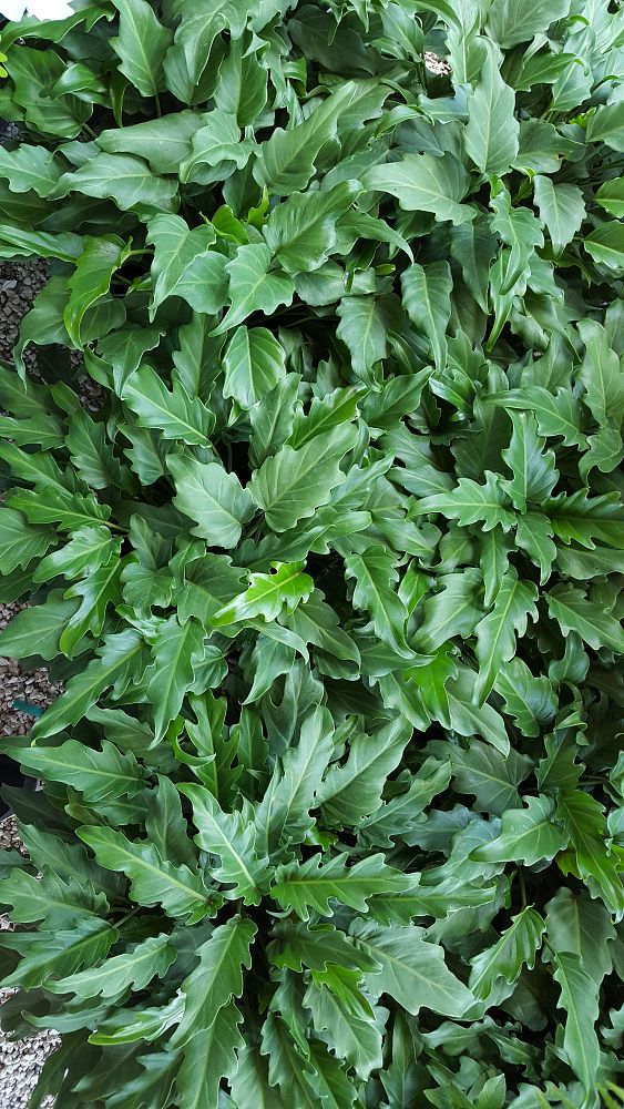 Philodendron 'Xanadu' | PlantVine