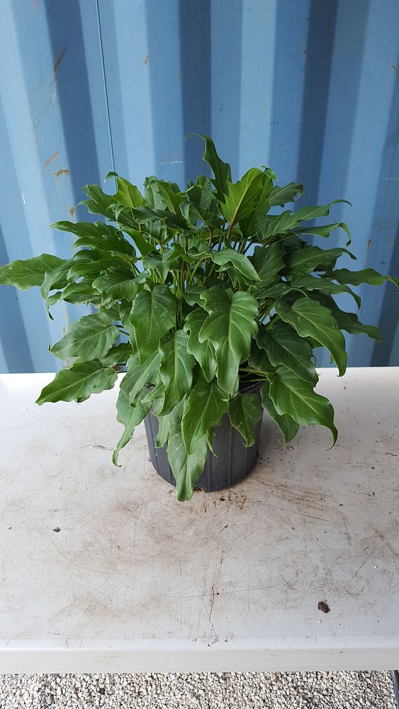 Philodendron 'Xanadu' | PlantVine