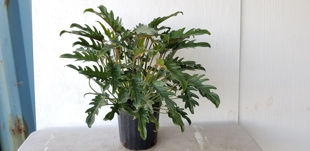 Philodendron 'Xanadu' | PlantVine