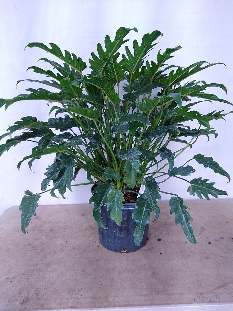Buy Philodendron 'Xanadu' | Free Shipping over $100