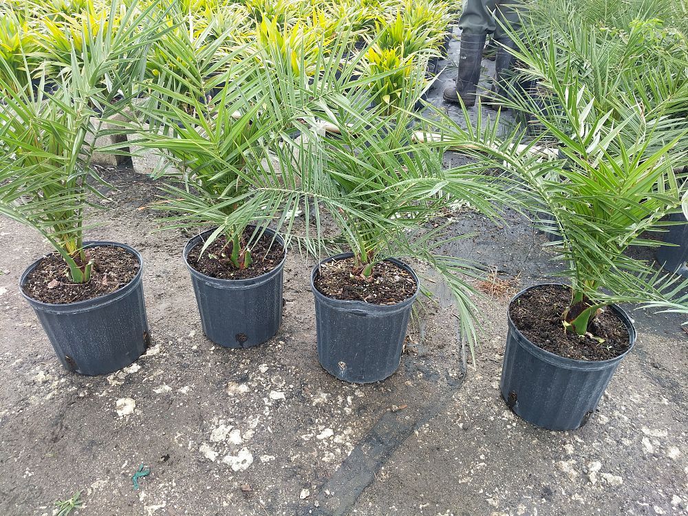 Phoenix canariensis, Canary Island Date Palm, Pineapple Palm | PlantVine