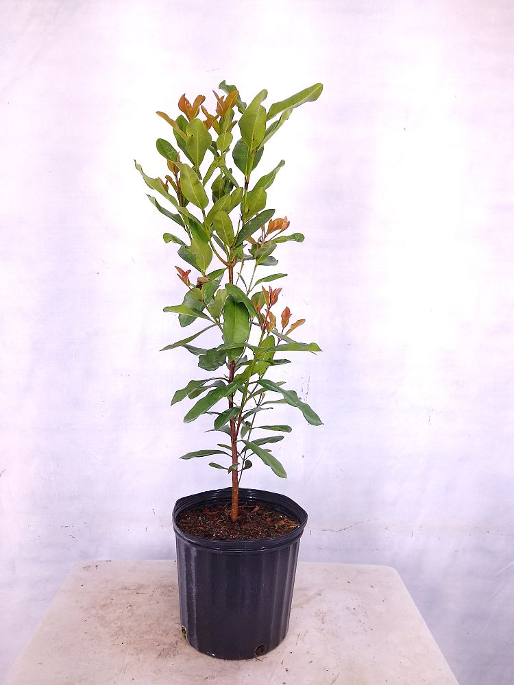 Buy Pimenta racemosa, Bay Rum | Free Shipping over $100