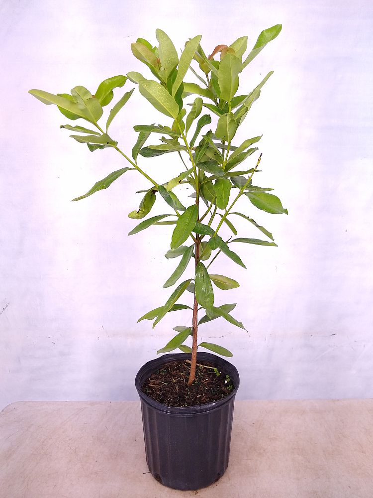 Buy Pimenta racemosa, Bay Rum | Free Shipping over $100