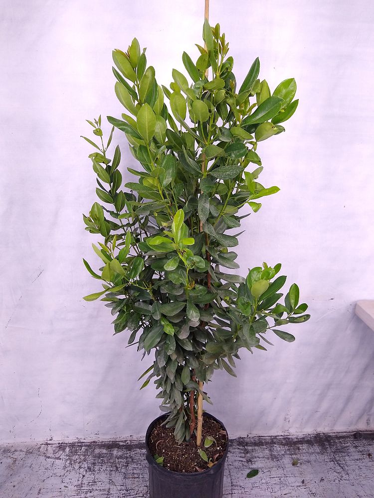 Buy Pimenta racemosa, Bay Rum | Free Shipping over $100