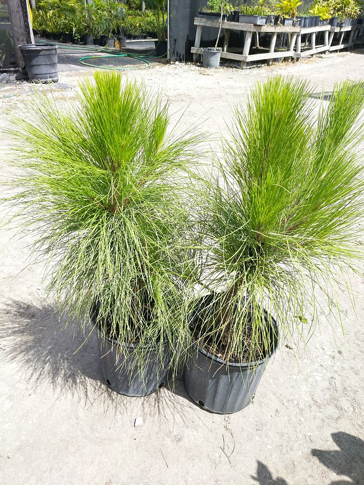 Buy Pinus elliottii, Slash Pine | Free Shipping over $100