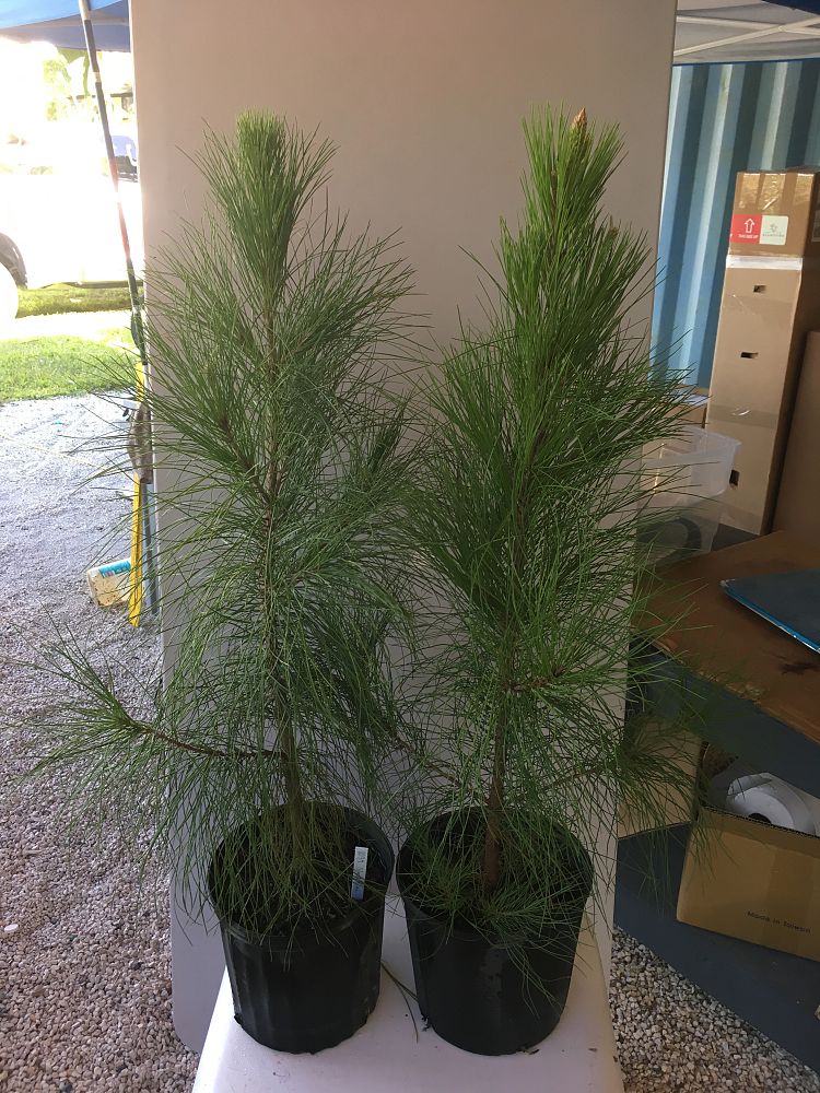 Buy Pinus elliottii, Slash Pine | Free Shipping over $100