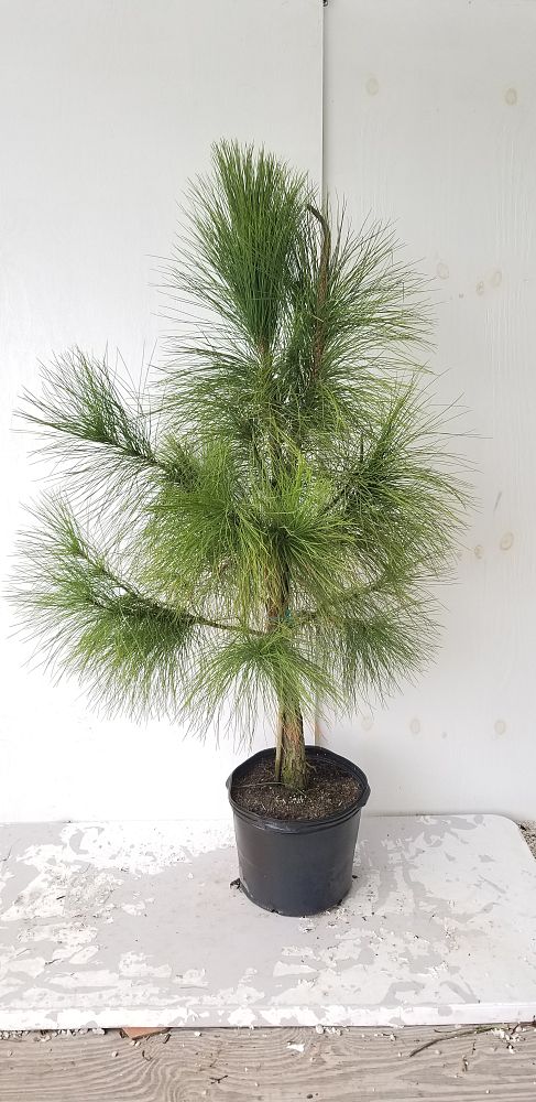Buy Pinus elliottii, Slash Pine | Free Shipping over $100