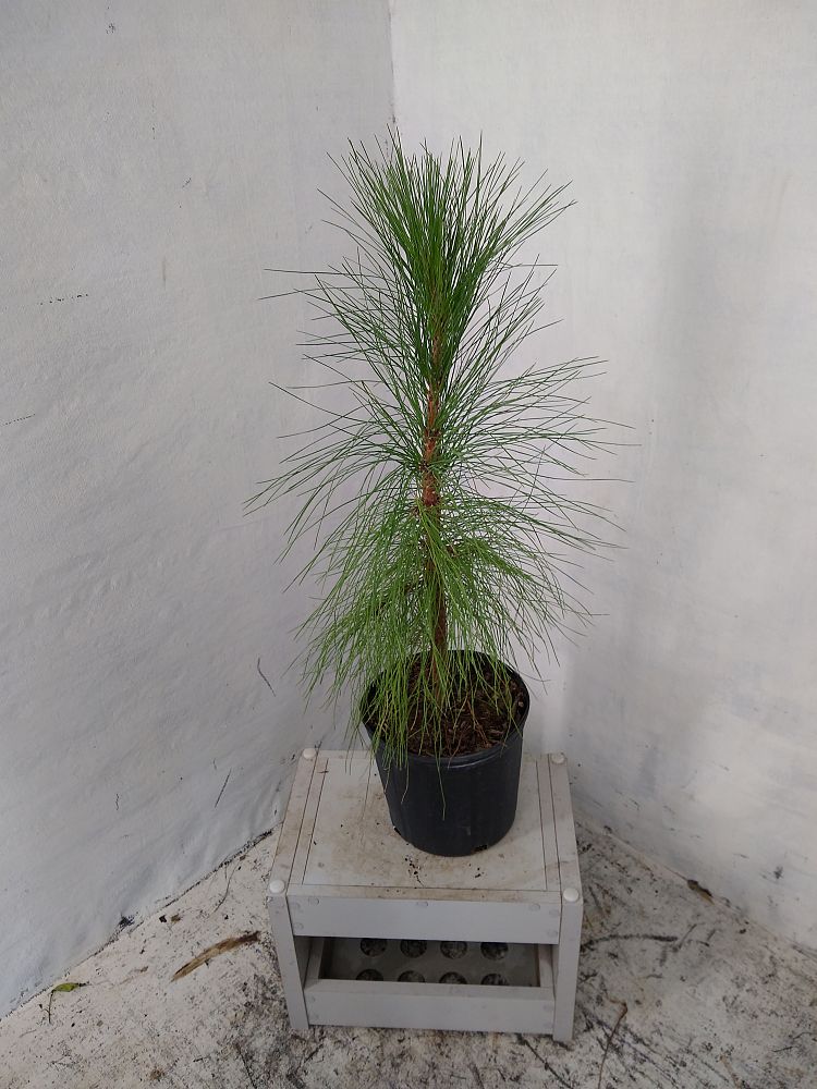 Buy Pinus elliottii, Slash Pine | Free Shipping over $100