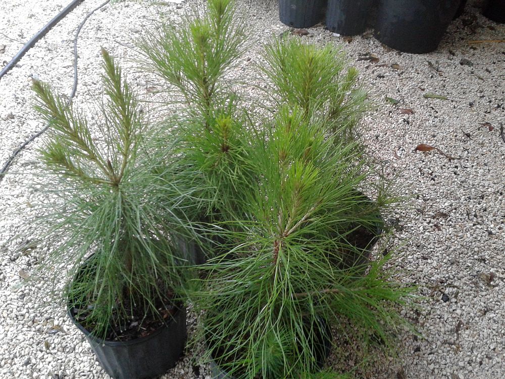 Pinus elliottii densa, Densa Pine, South Florida Slash Pine | PlantVine