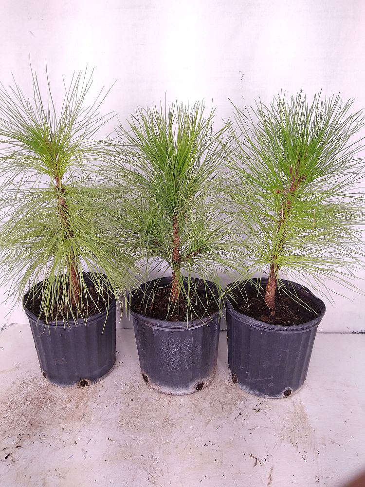Buy Pinus elliottii densa, Densa Pine, South Florida Slash Pine | Free ...
