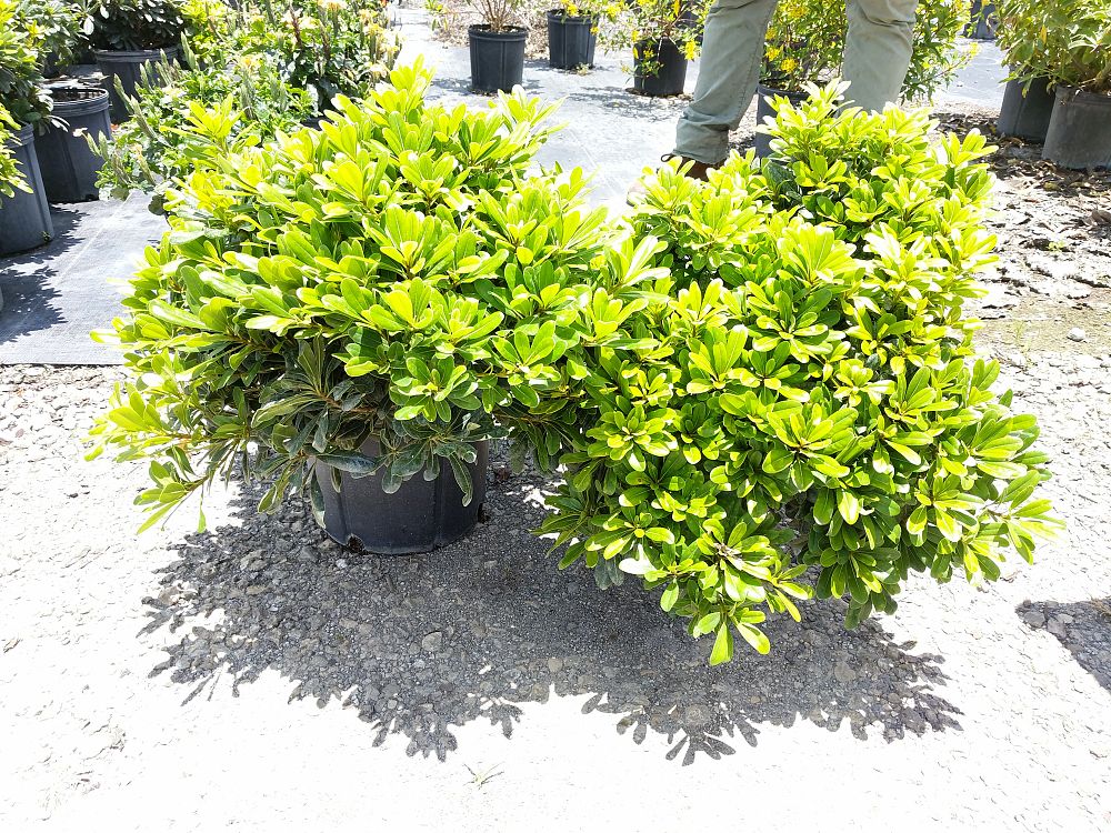 Pittosporum tobira, Japanese Cheesewood | PlantVine