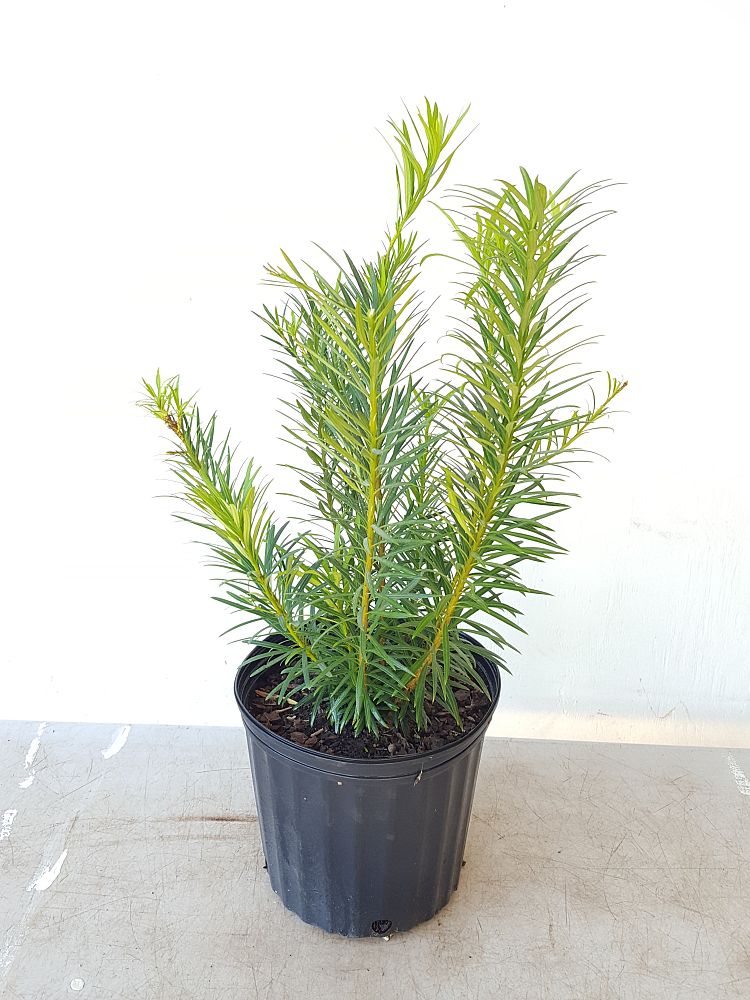 Podocarpus macrophyllus 'Maki', Japanese Yew | PlantVine