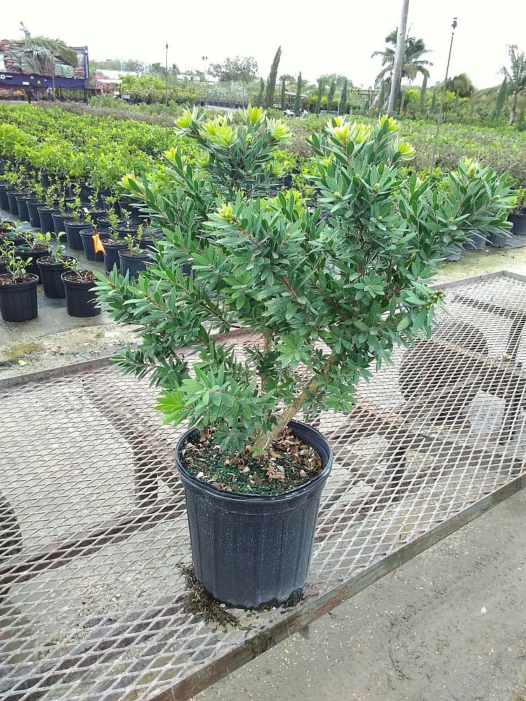 Podocarpus macrophyllus 'Maki', Japanese Yew | PlantVine