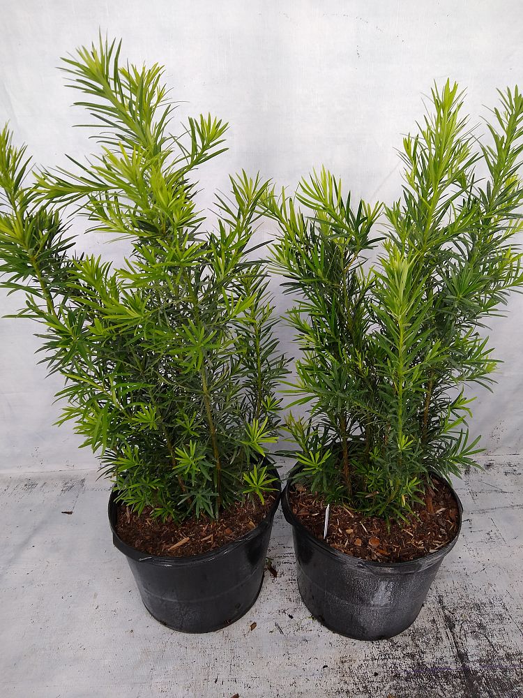Buy Podocarpus macrophyllus 'Maki', Japanese Yew | Free Shipping over $100