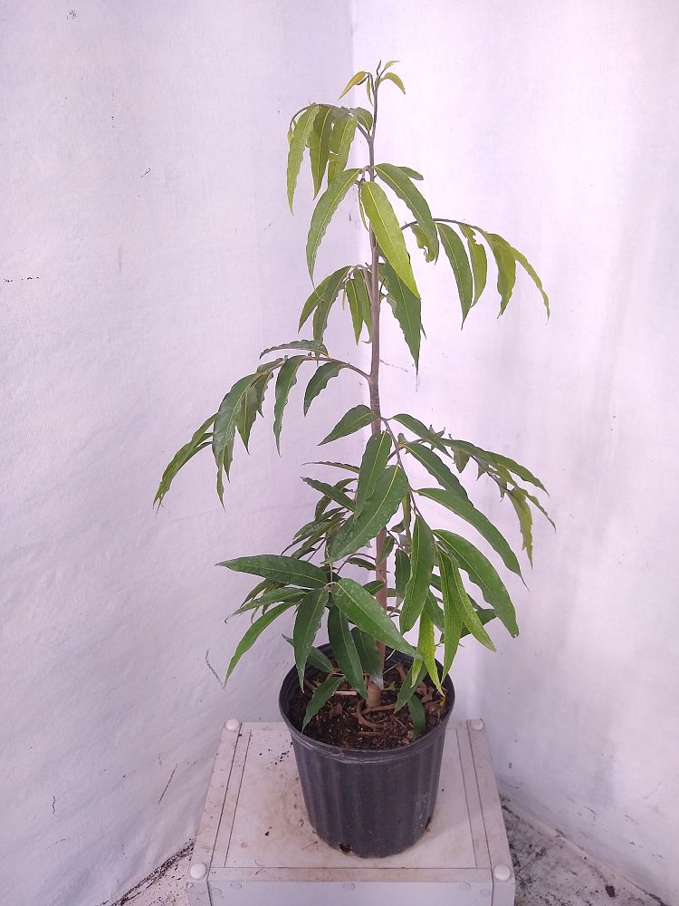 Buy Polyalthia longifolia pendula, Mast Tree, False Ashoka Tree ...