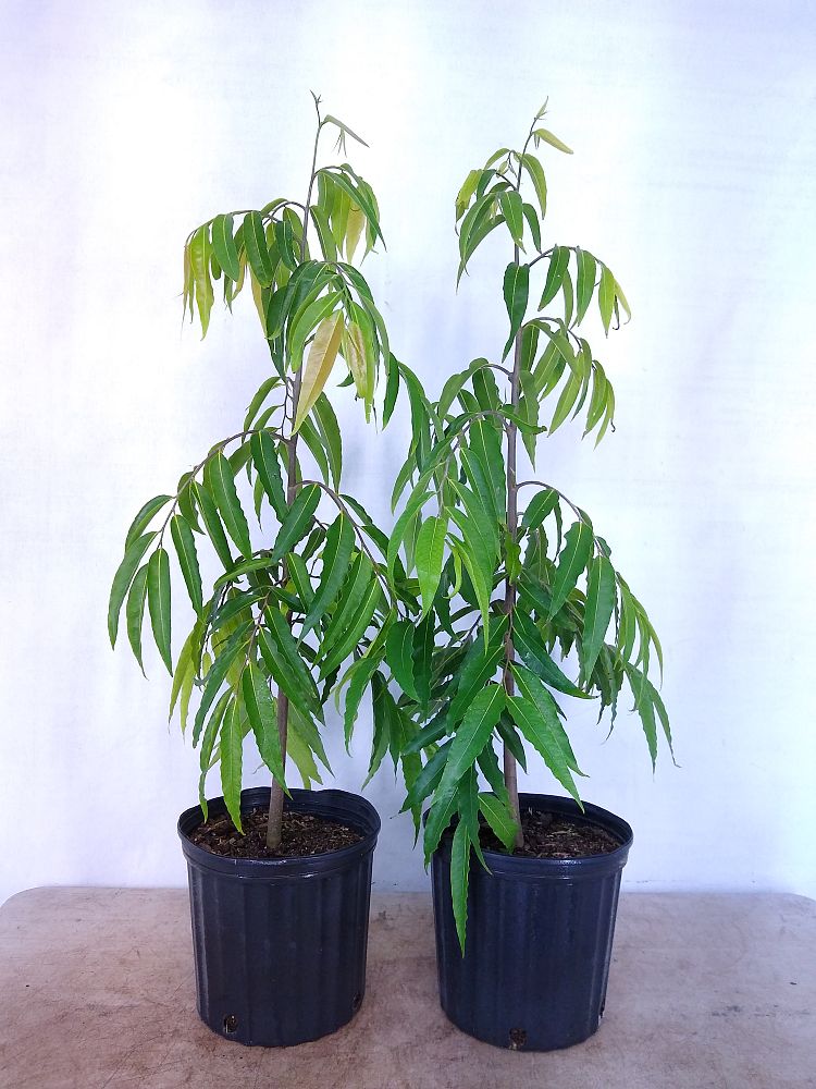 Buy Polyalthia longifolia pendula, Mast Tree, False Ashoka Tree ...