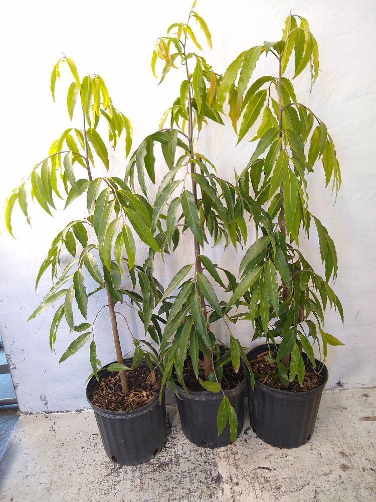 Buy Polyalthia longifolia pendula, Mast Tree, False Ashoka Tree ...