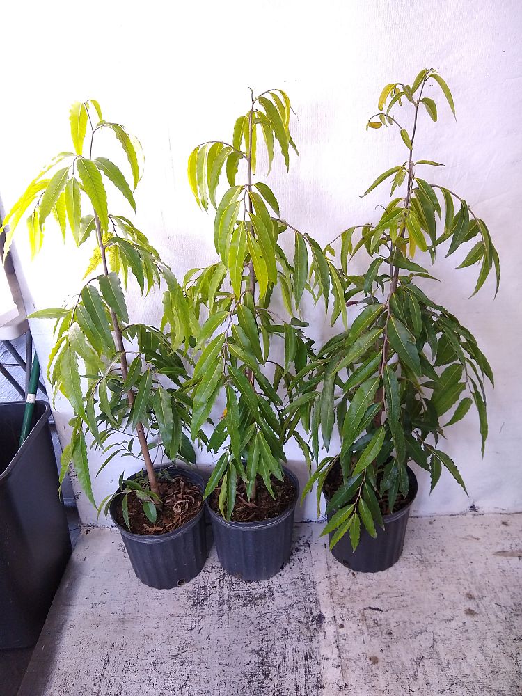 Buy Polyalthia longifolia pendula, Mast Tree, False Ashoka Tree ...