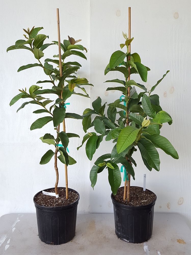 Buy Psidium guajava 'Ruby Supreme', Guava | Free Shipping over $100