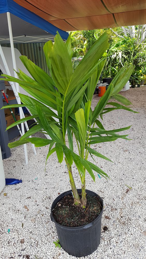 Ptychosperma elegans, Alexander Palm, Solitaire Palm | PlantVine