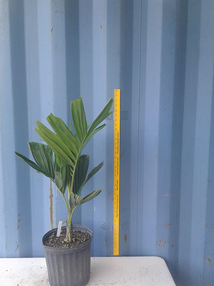 Ptychosperma elegans, Alexander Palm, Solitaire Palm | PlantVine