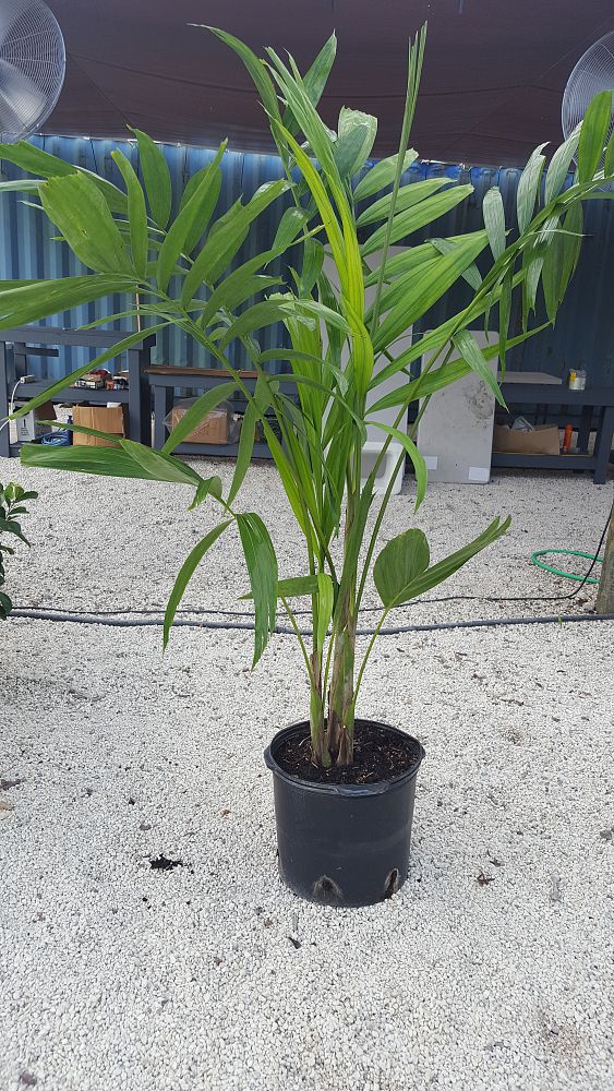 Ptychosperma elegans, Alexander Palm, Solitaire Palm | PlantVine