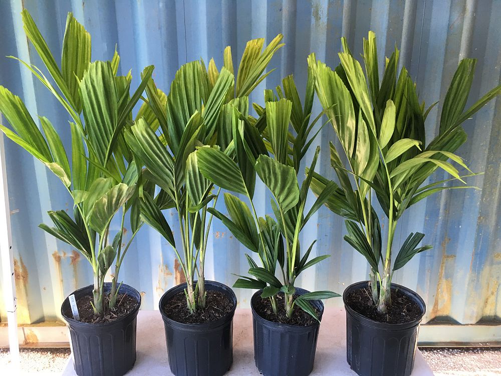 Buy Ptychosperma elegans, Alexander Palm, Solitaire Palm | Free ...