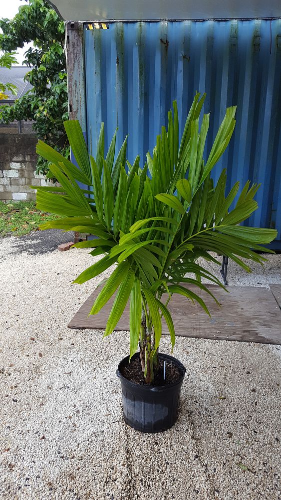 Buy Ptychosperma elegans, Alexander Palm, Solitaire Palm | Free ...