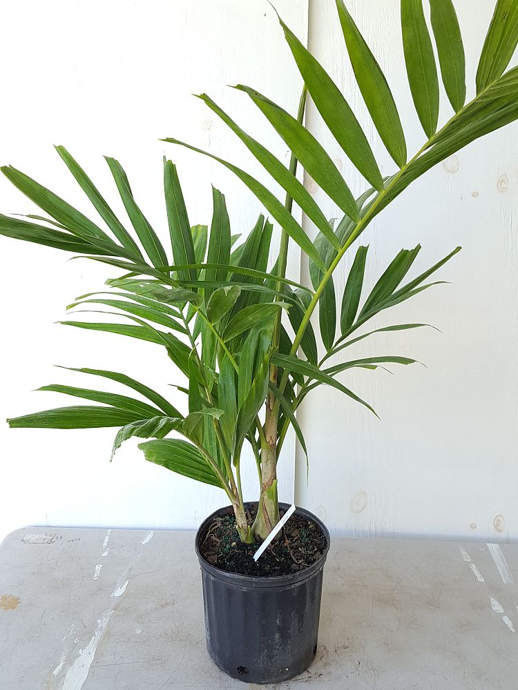 Buy Ptychosperma elegans, Alexander Palm, Solitaire Palm | Free ...