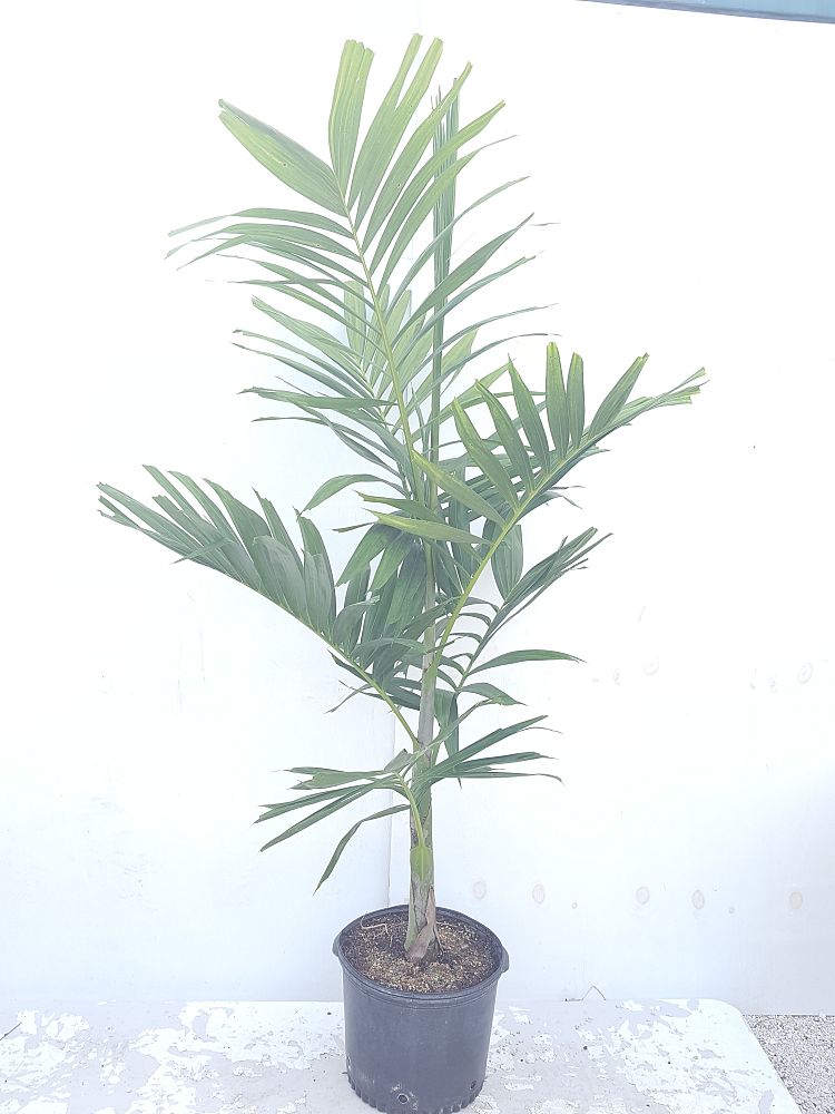 Buy Ptychosperma elegans, Alexander Palm, Solitaire Palm | Free ...
