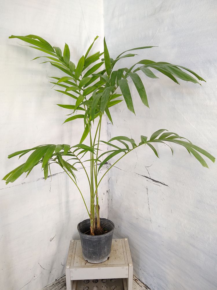 Buy Ptychosperma elegans, Alexander Palm, Solitaire Palm | Free ...