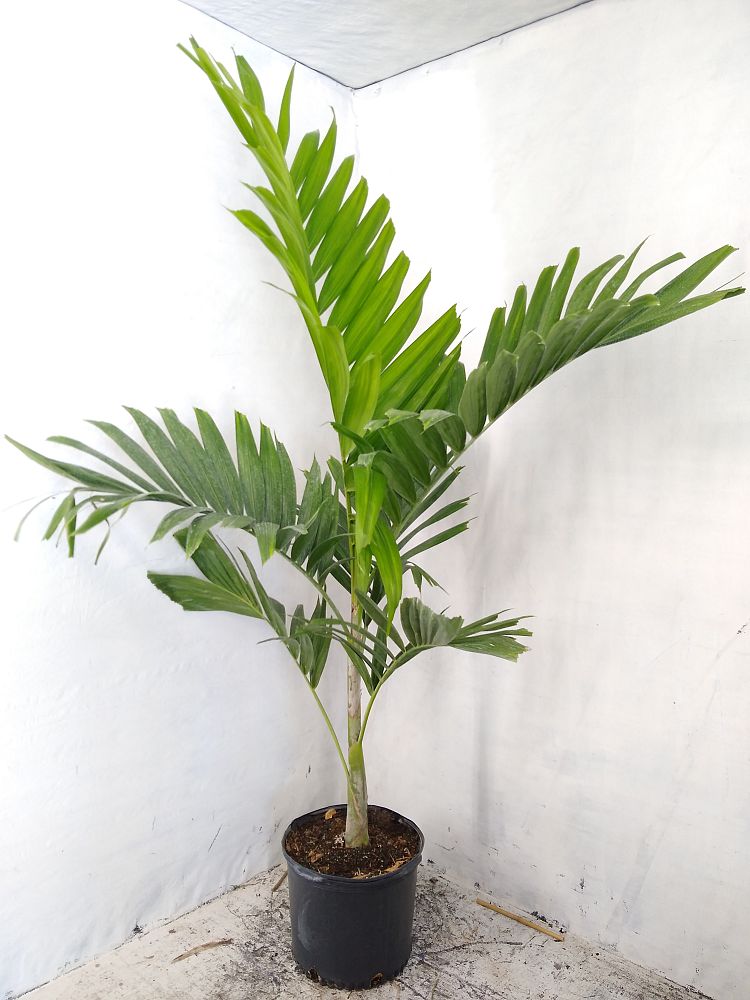 Buy Ptychosperma elegans, Alexander Palm, Solitaire Palm | Free ...