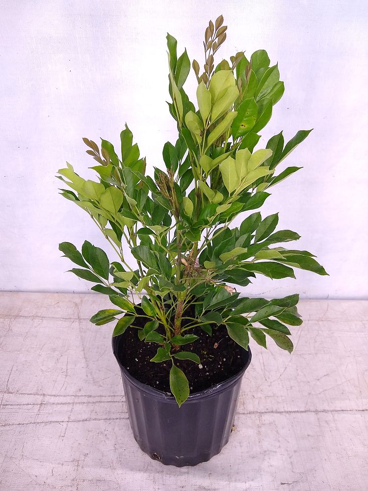 Buy Radermachera 'Kunming', Dwarf Tree Jasmine, Peep Thong | Free ...