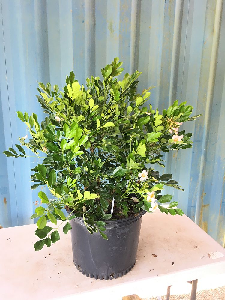 Buy Radermachera 'Kunming', Dwarf Tree Jasmine, Peep Thong | Free ...