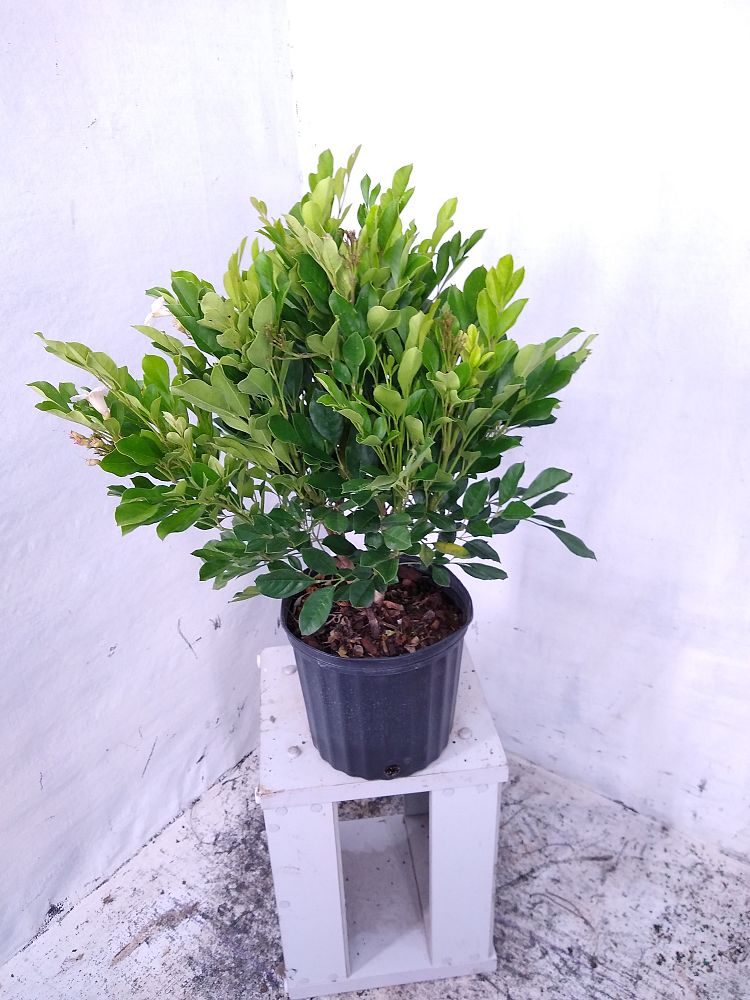 Buy Radermachera 'Kunming', Dwarf Tree Jasmine, Peep Thong | Free ...