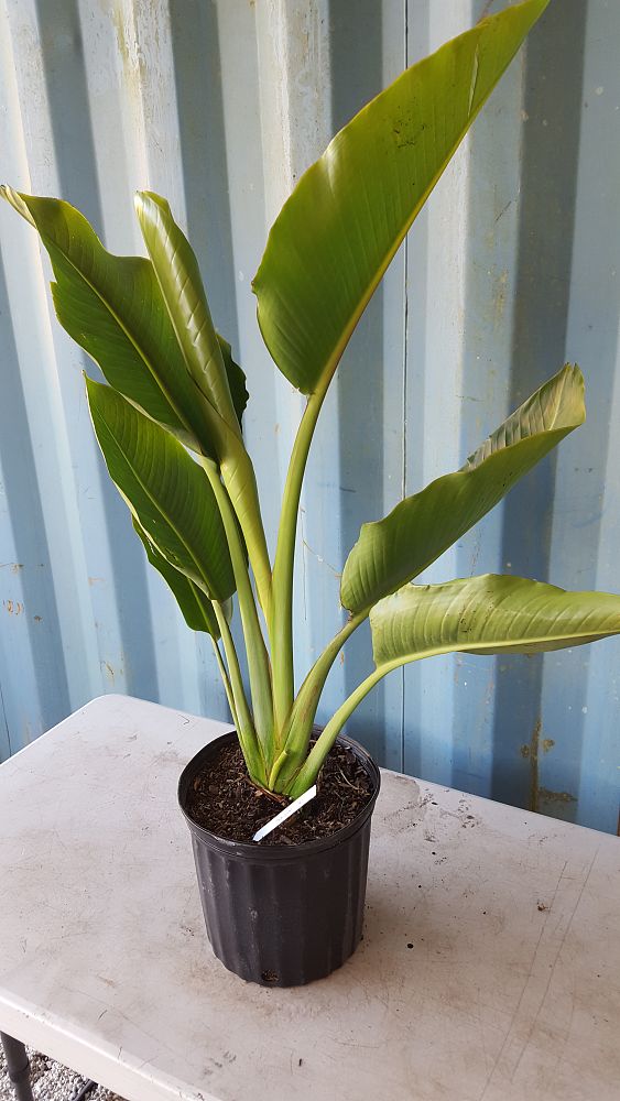 Ravenala madagascariensis, Travelers Tree, Travelers Palm | PlantVine