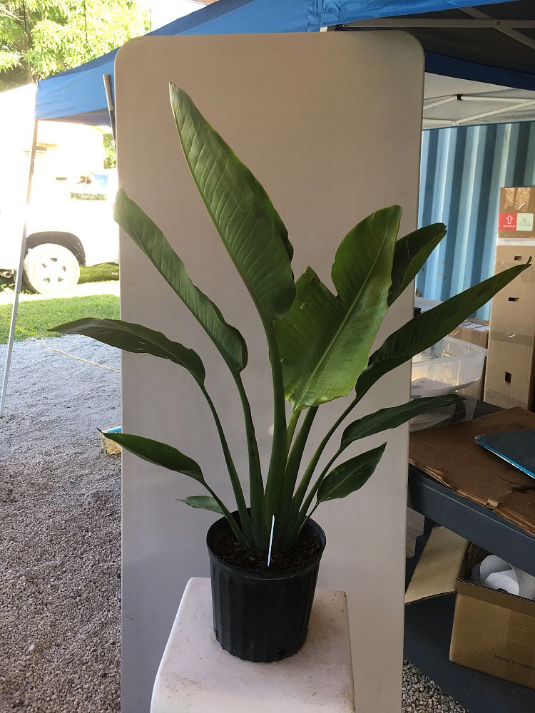 Ravenala madagascariensis, Travelers Tree, Travelers Palm | PlantVine