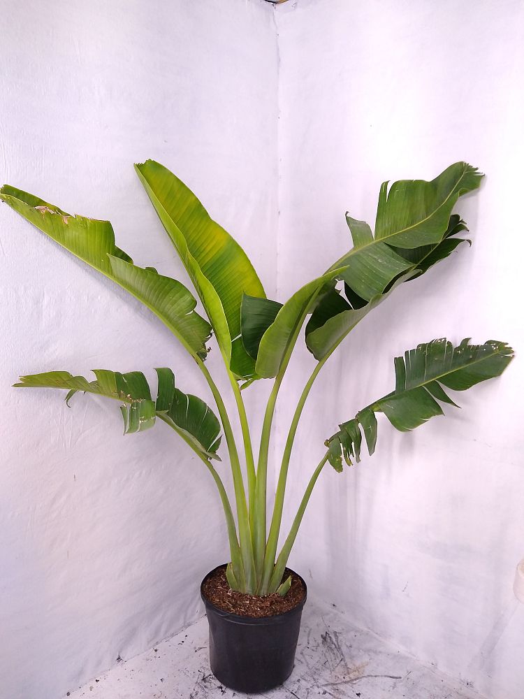 Buy Ravenala madagascariensis, Travelers Tree, Travelers Palm | Free ...