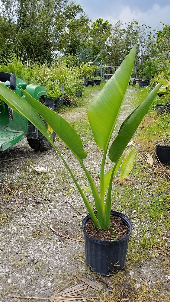 Ravenala madagascariensis, Travelers Tree, Travelers Palm | PlantVine
