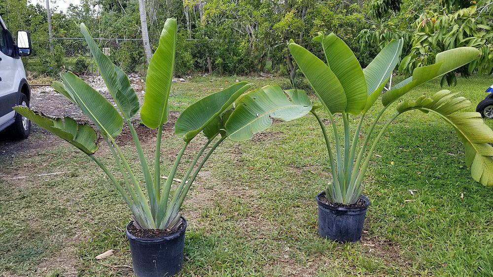 Ravenala madagascariensis, Travelers Tree, Travelers Palm | PlantVine